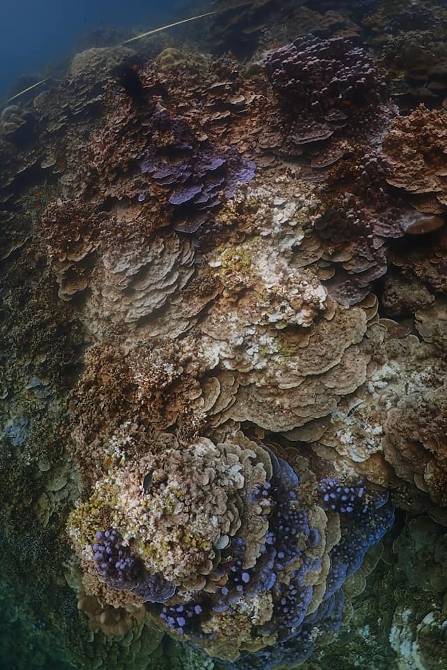 โครงการพัฒนาระบบประเมินการเกิดปะการังฟอกขาว