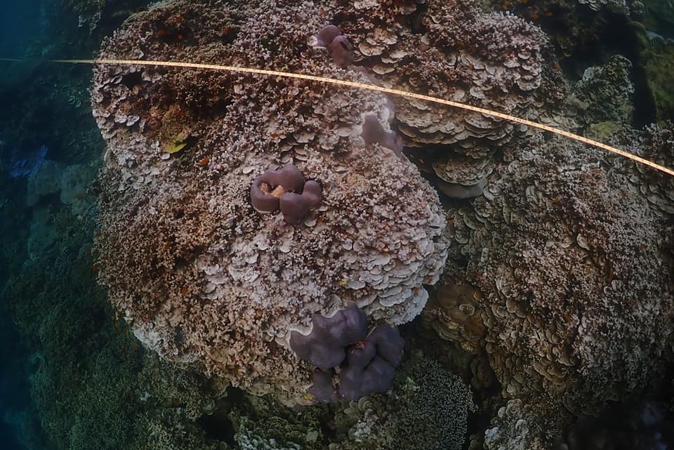 โครงการพัฒนาระบบประเมินการเกิดปะการังฟอกขาว